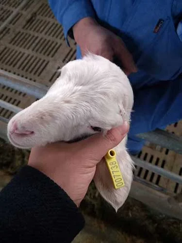 Sheep & Goat FDX-B Electronic Visual Ear Tag Wholesale